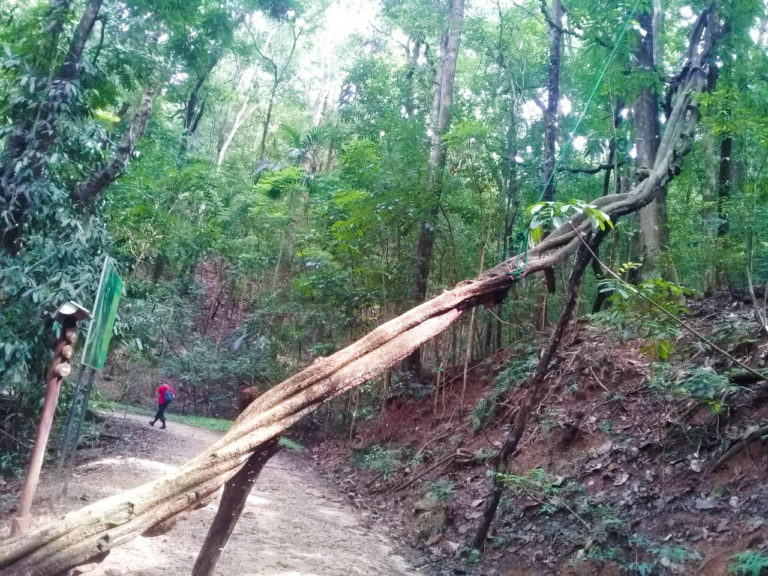 Royal Forest Park Udawattakele | lankatraveldirectory.com