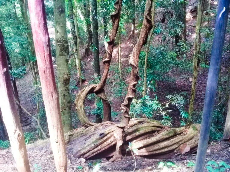 Royal Forest Park Udawattakele | lankatraveldirectory.com